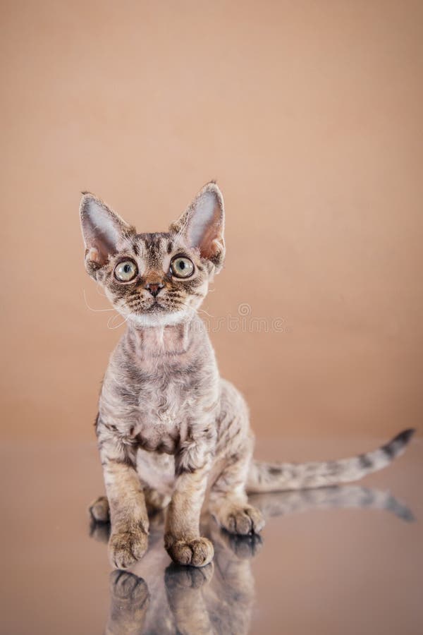 Devon Rex cat stock image. Image of little, pedigree - 48036751