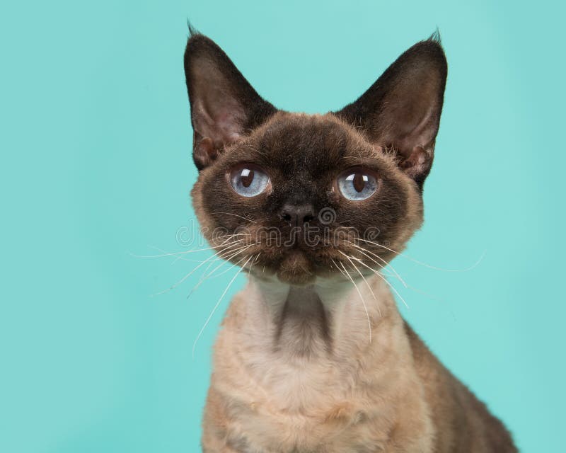 Pretty Seal Point Devon Rex Cat with Blue Eyes Lying Down Looking ...