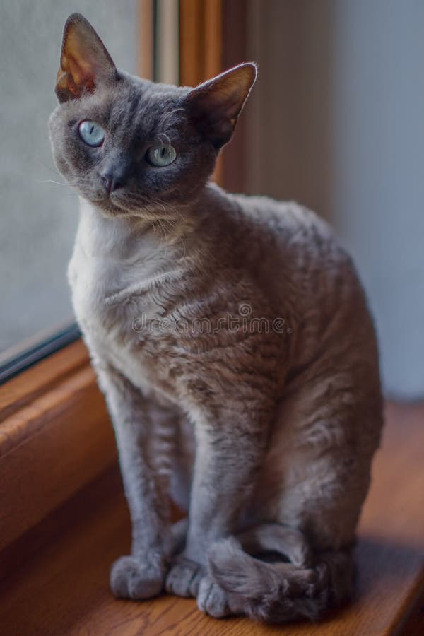 Devon Rex Cat portrait stock image. Image of furry, ears - 134790507