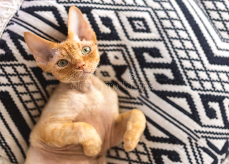 Devon Rex Cat with Red Hair Lies on a Pillow Stock Image - Image of ...