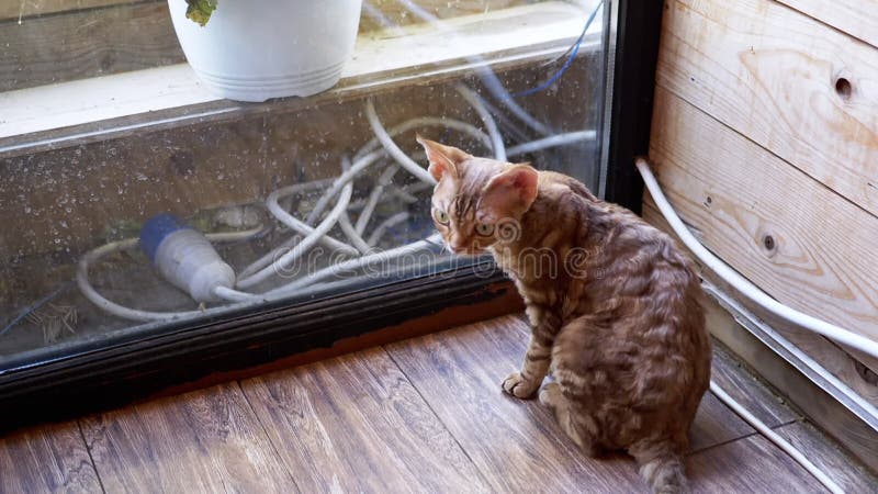 Devon Rex Cat Observing Window Stock Footage - Video of peaceful ...