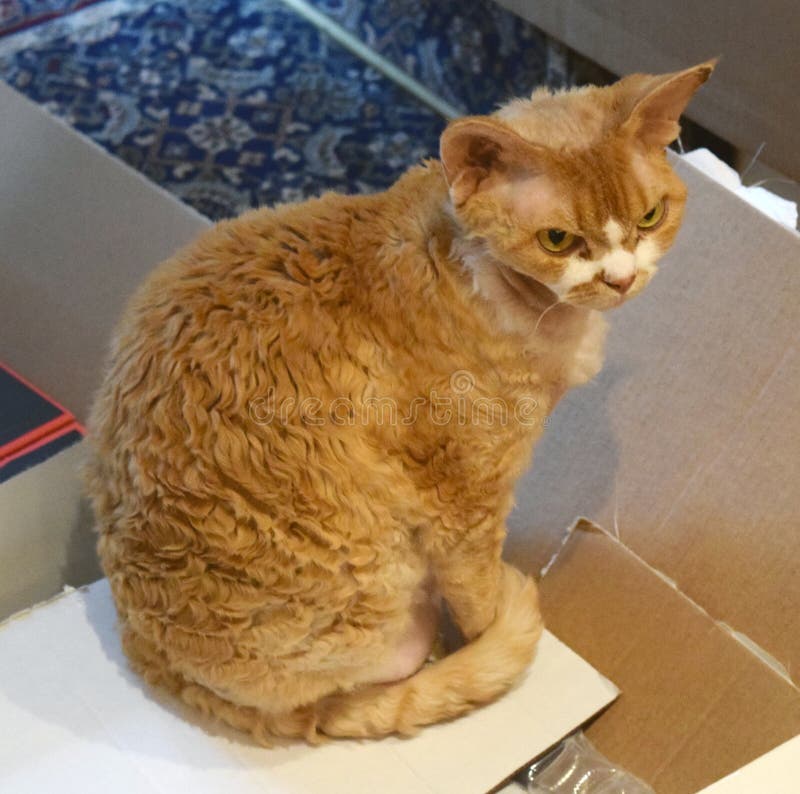 Devon Rex Cat Sitting on a Box Stock Image - Image of ginger, estimacao ...