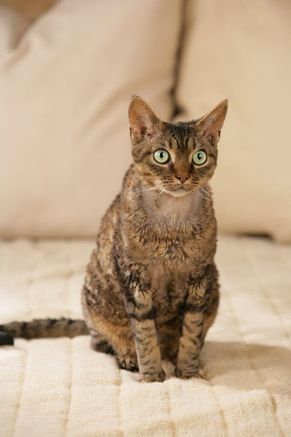 Devon Rex Cat Sitting on a Sofa Stock Photo - Image of camera, indoor ...