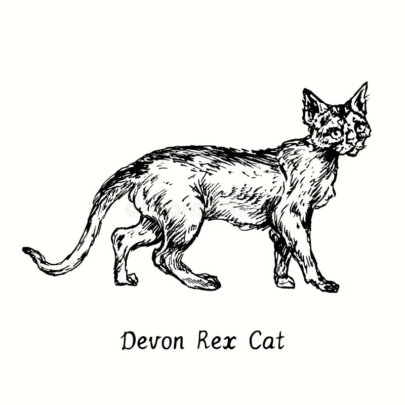 Devon Rex Cat Standing Side View. Ink Black and White Doodle Drawing I ...