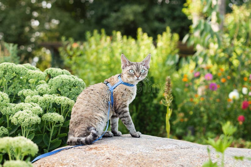 Devon Rex Cat Walking in Garden, Has Opportunity To Get Physical ...