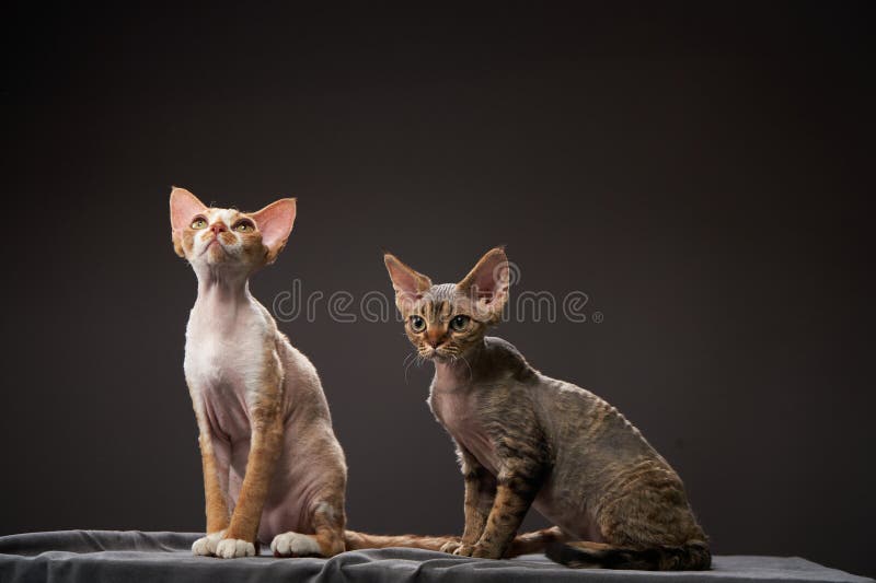 Devon Rex Duo stock photo. Image of photogenic, exotic - 330635132