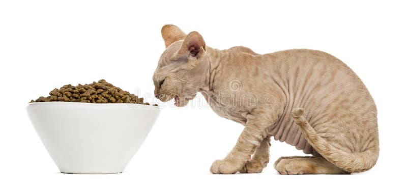 Devon Rex Eating from a White Bowl Isolated on White Stock Image ...