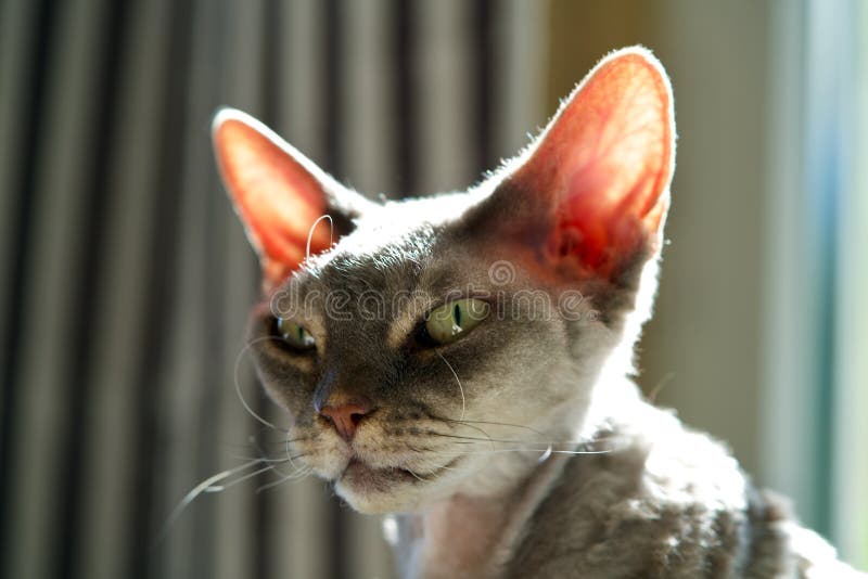 Devon Rex stock image. Image of home, tabby, lifestyle - 201331169