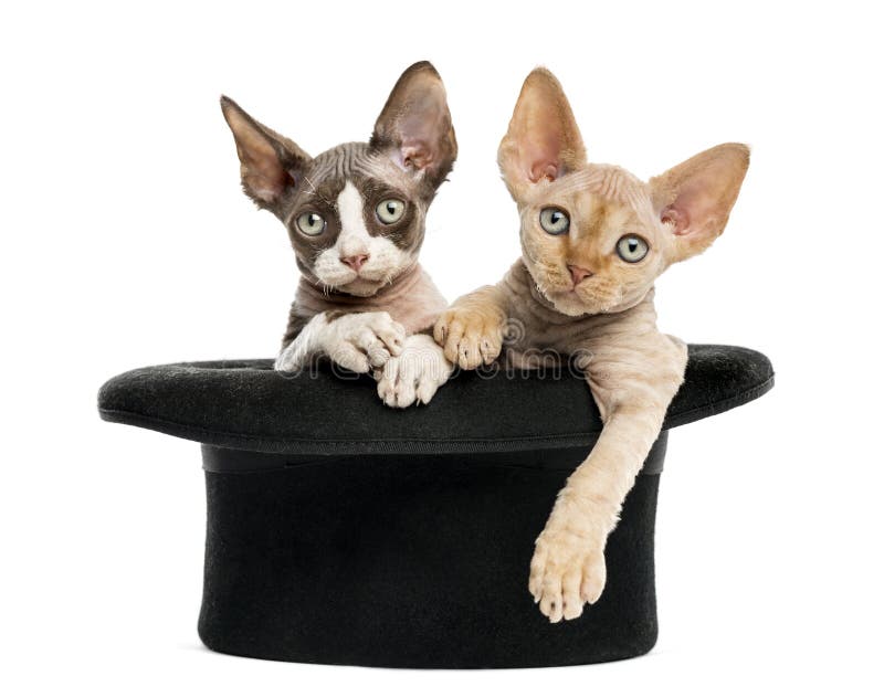 Devon Rex Getting Out of a Hat Isolated on White Stock Photo - Image of ...