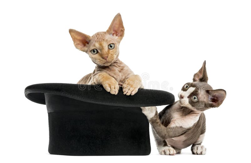 Devon Rex Getting Out of a Hat Isolated on White Stock Photo - Image of ...