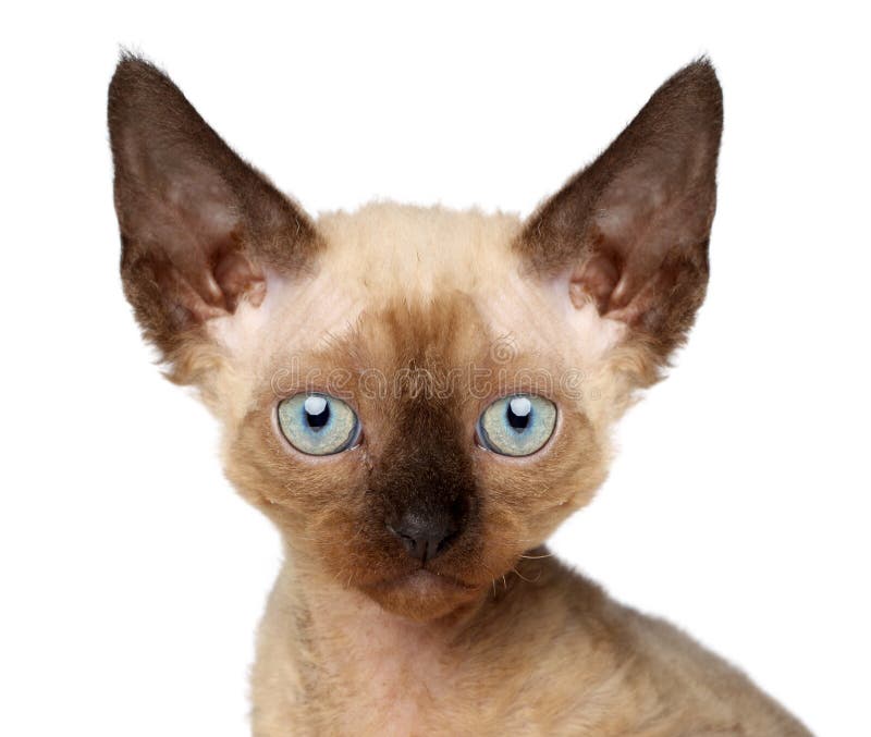 Devon Rex Katze-Nahaufnahmeportrait Stockbild - Bild von nave ...