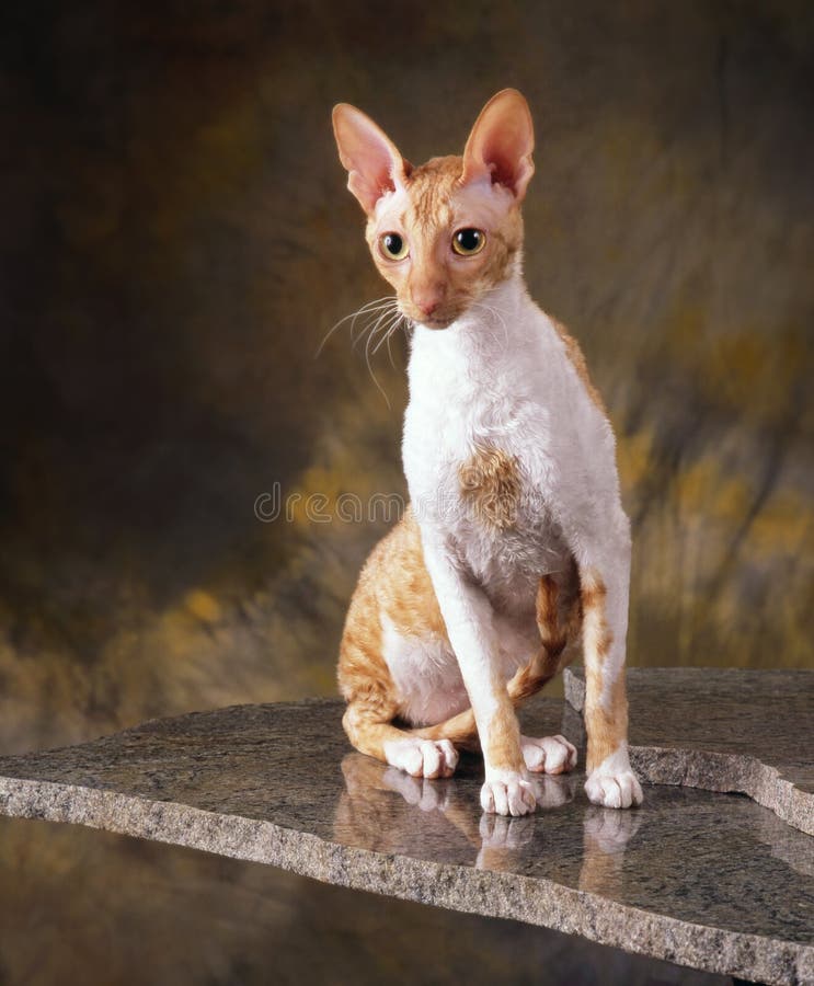Devon-rex Katze stockfoto. Bild von miezekatze, haar - 38298422