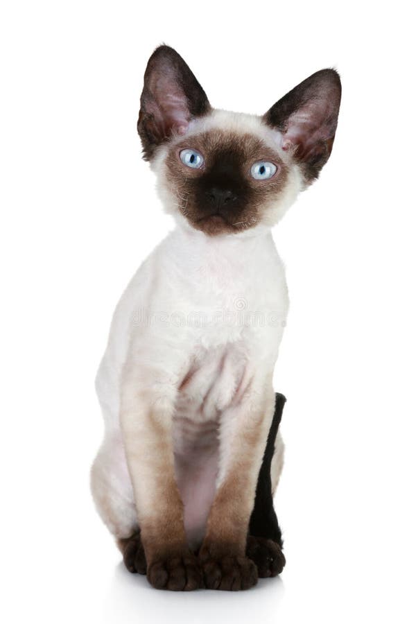 Devon Rex Katze-Nahaufnahmeportrait Stockbild - Bild von nave ...
