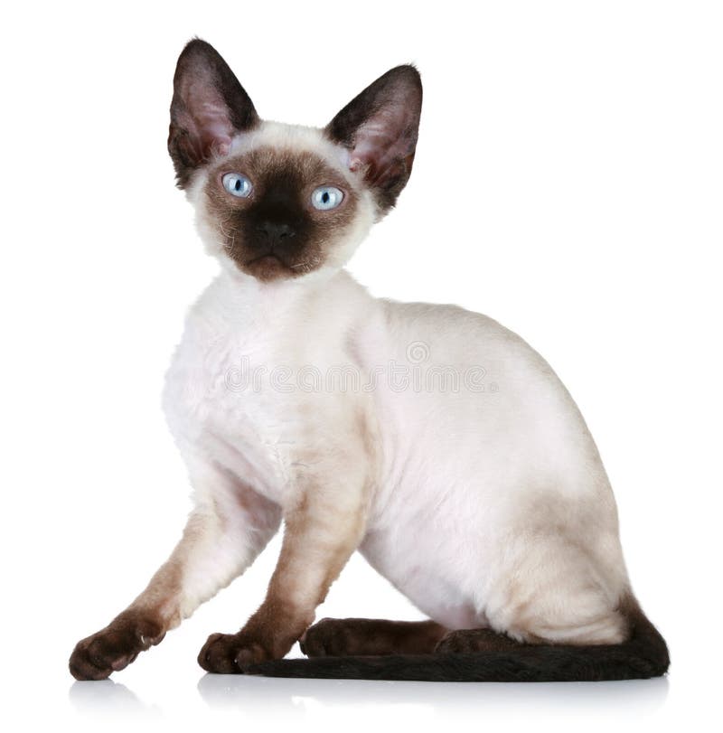 Devon Rex Katze-Nahaufnahmeportrait Stockbild - Bild von warnung, tiere ...