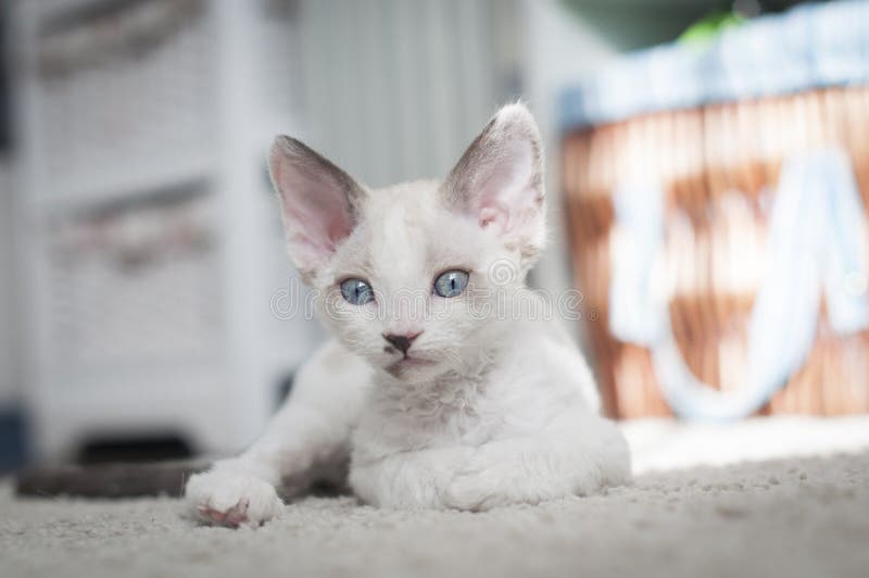 1+ Blue devon rex Free Stock Photos - StockFreeImages