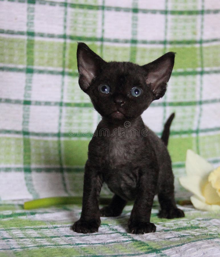Devon-rex kitten stock photo. Image of little, dark, devon - 49276198