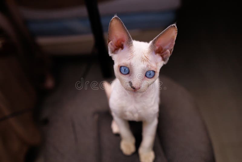 Devon Rex Kitten Looks Away with a Surprised Look Stock Photo - Image ...