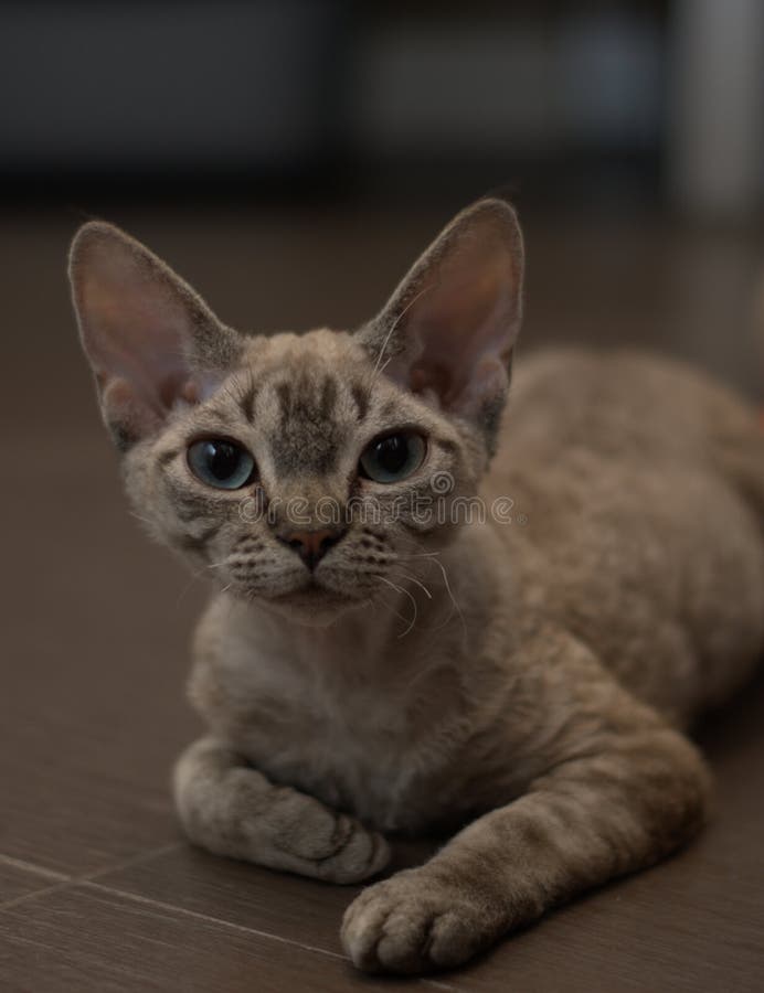 Devon-Rex Kitten 6 Months Old Stock Photo - Image of kitten, carnivore ...