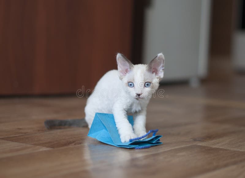 Devon-Rex kitten stock image. Image of cozy, devon, pedigreed - 68659955