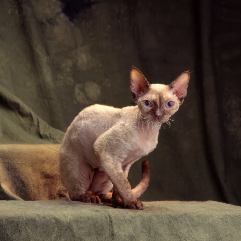 Devon rex stock image. Image of hair, devon, ugly, strange - 32579695