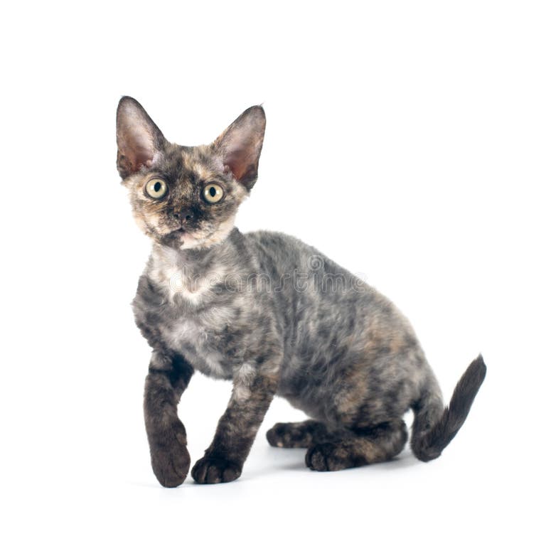 Devon Rex Purebrebred Katt På Vit Arkivfoto - Bild av isolerat, husdjur ...