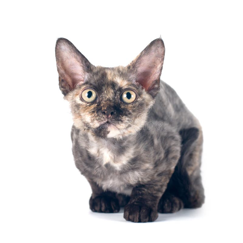 Devon Rex Purebrebred Katt På Vit Arkivfoto - Bild av isolerat, husdjur ...