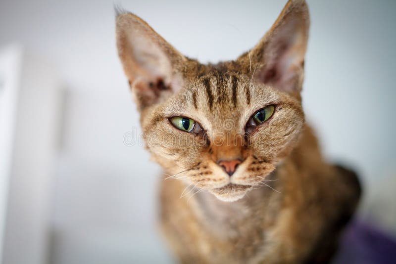 Devon Rex Purebred Domestic Cat Stock Photo - Image of sitting, cute ...