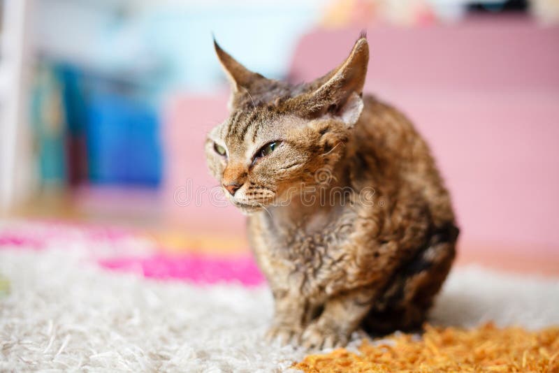 Devon Rex Purebred Domestic Cat Stock Photo - Image of purebred, post ...
