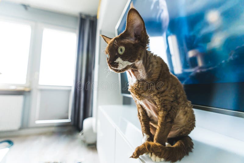 A Devon Rex Sitting Next To a TV in a Light Room and Looking Down. Pet ...
