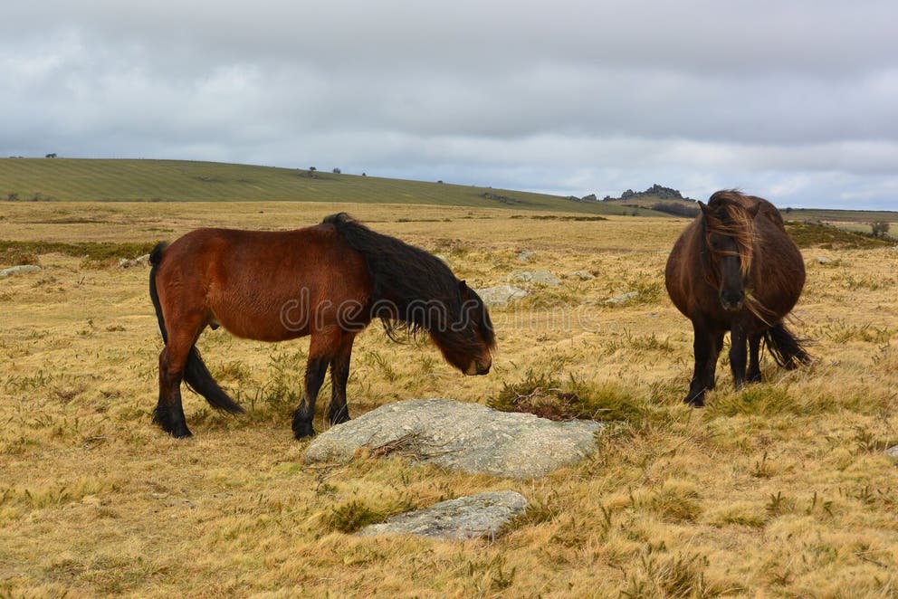 Devon wild horses stock photo. Image of meadow, prairie - 52426308