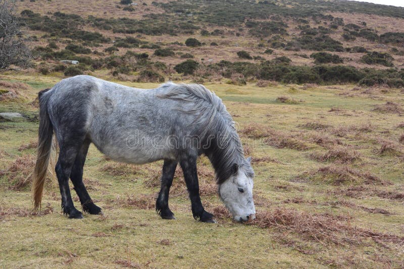 Devon wild horses stock photo. Image of grass, wildlife - 52426324