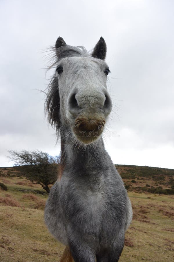 Devon wild horses stock image. Image of snout, funny - 52426431