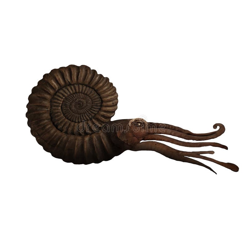 Devonian Ammonite Isolated, Transparent Background Stock Photo ...