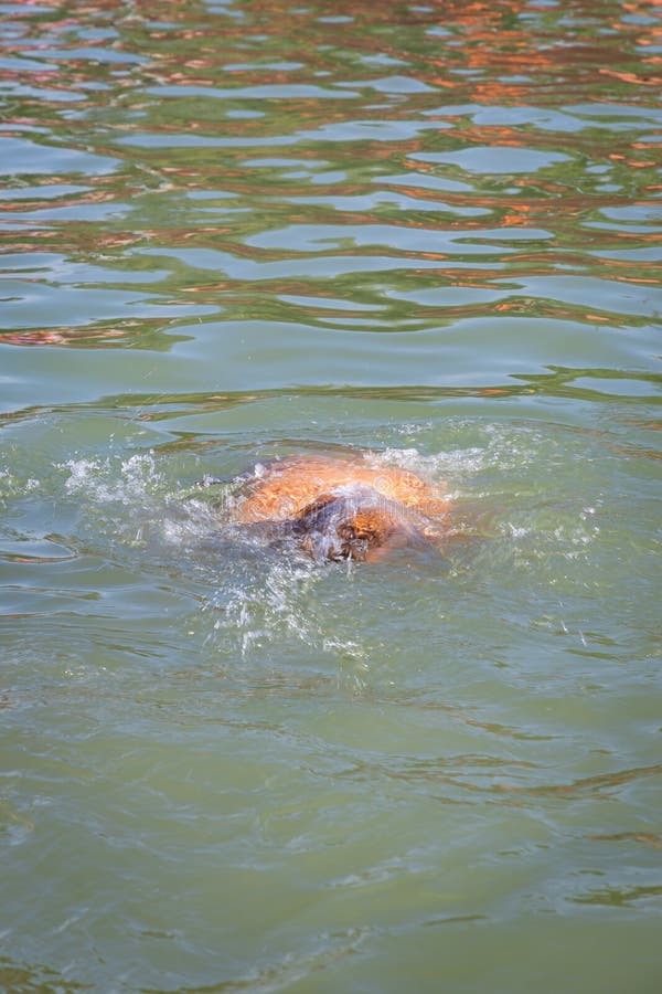 Devotee Bathing in Holy River Water at Morning from Flat Angle Stock ...