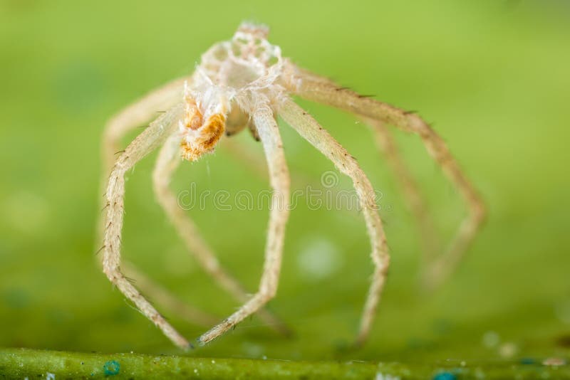Devoured spider stock photo. Image of arachnid, arachnophobia - 31385132