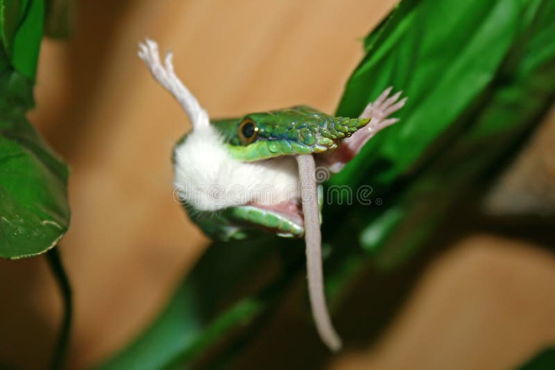 Devouring stock photo. Image of creature, animal, macro - 23609156