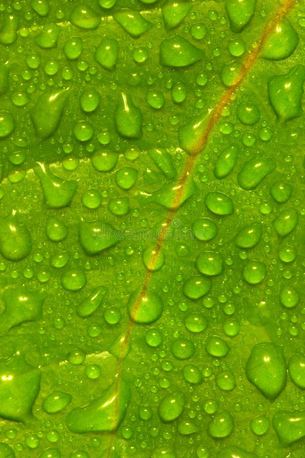 Dew stock image. Image of outdoor, close, garden, country - 1041563