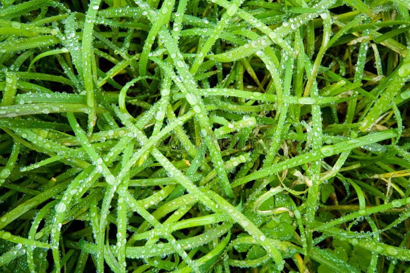 Dew stock photo. Image of clear, life, maunsell, background - 3555250