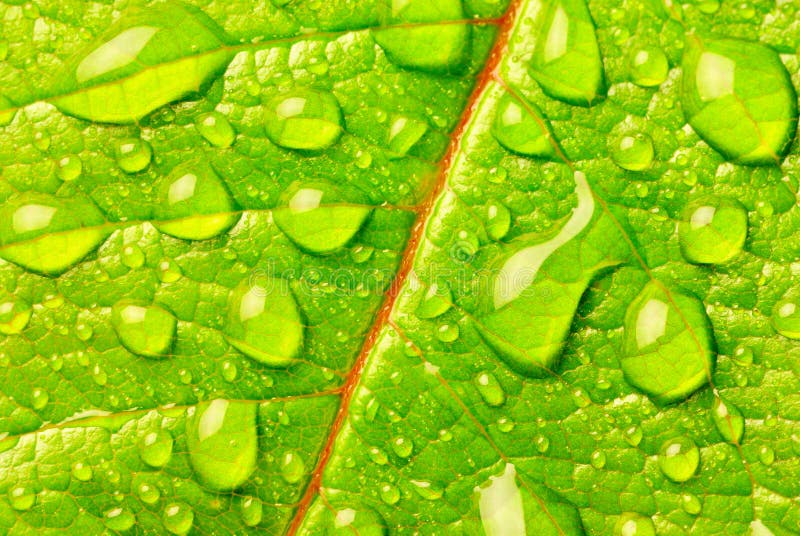 Dew stock image. Image of outdoor, close, garden, country - 1041563