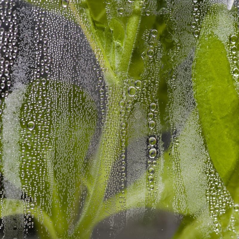 Chewing sheep stock photo. Image of eating, lamb, animal - 9093032