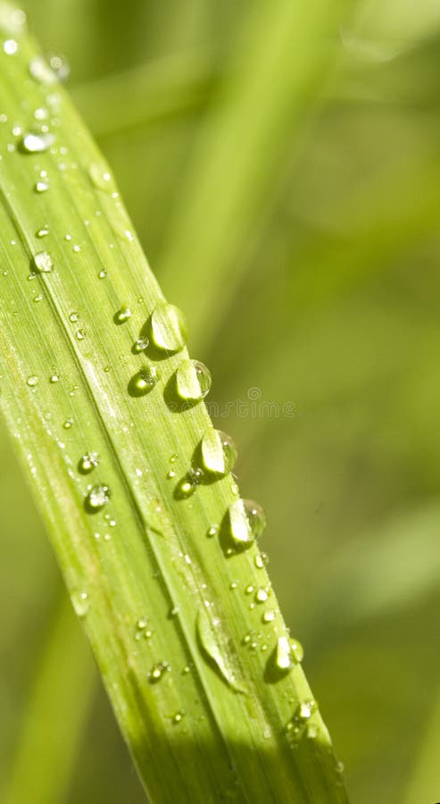 Dew stock photo. Image of outdoor, organic, grass, rural - 9972736