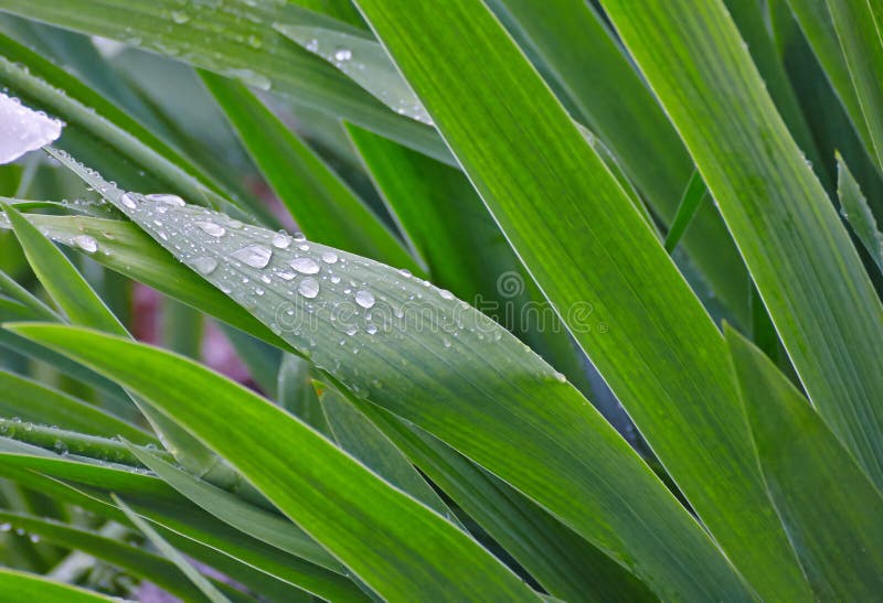 Dew stock image. Image of green, botany, plant, ecology - 41875713
