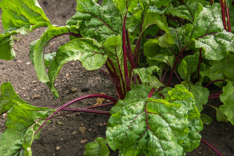 Organic Green Red Young Beet Leaves Close Up. Dew on Beet Leaves. Stock ...