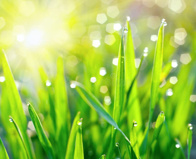 Dew on blades of grass stock photo. Image of mist, blades - 19337704 Dew on blades of grass stock photo. Image of mist, blades - 19337704