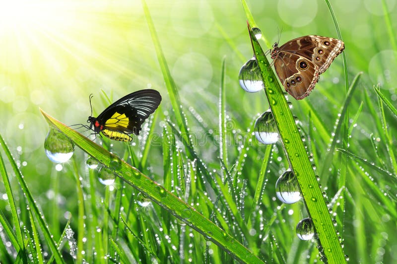355 Spring Rain Butterflies Stock Photos - Free & Royalty-Free Stock ...
