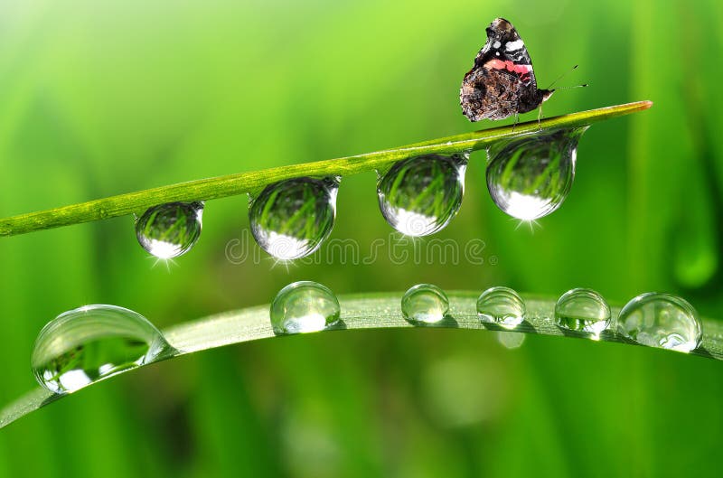 Dew and butterfly stock photo. Image of raindrop, insect - 47239006