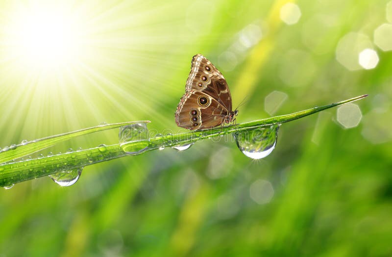Dew and butterfly stock photo. Image of formal, raindrop - 40283354