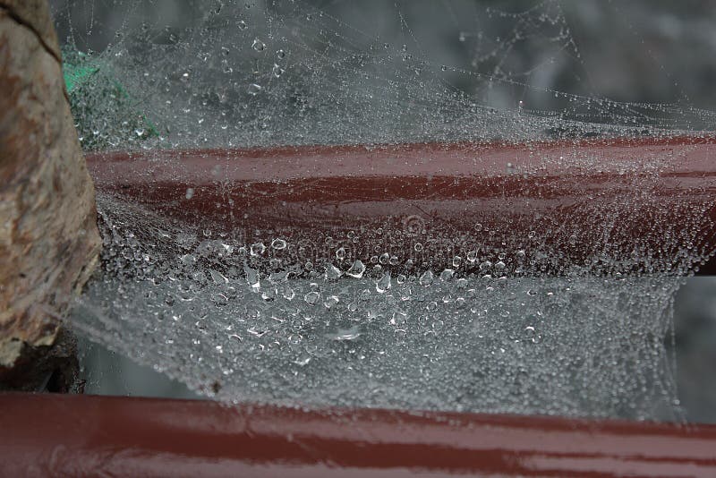 Dew with Cobweb after the Rain. Stock Photo - Image of storm, freshy ...