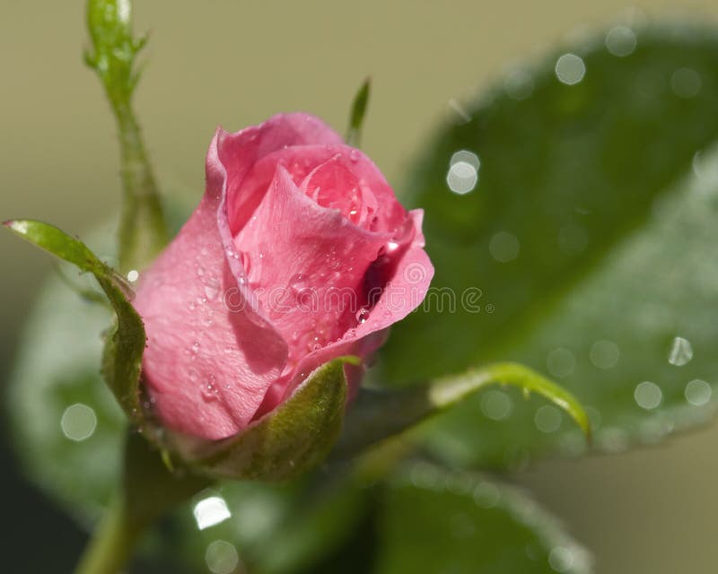 Dew coved pink rosebud stock image. Image of beautiful - 18214759