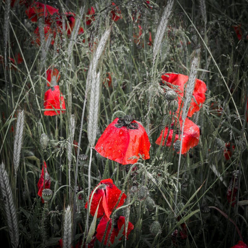 Dew Covered Deep Red Poppies in a Field Stock Photo - Image of dawn ...